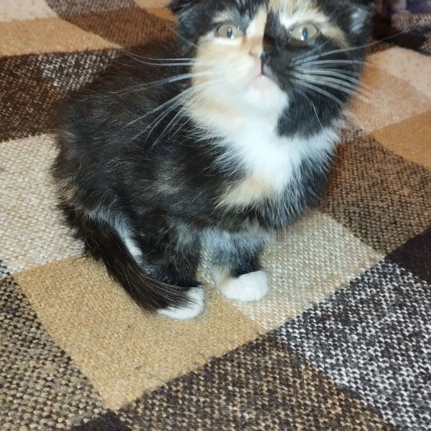 Котёнок ищет свой дом