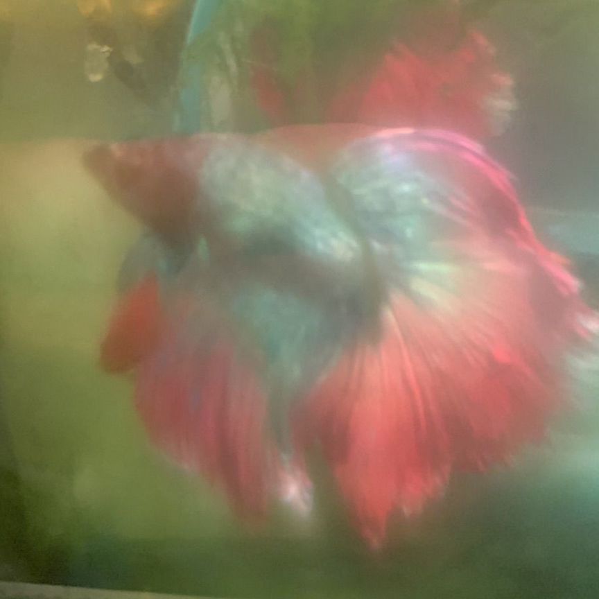 Рыбка петушок Халфмун