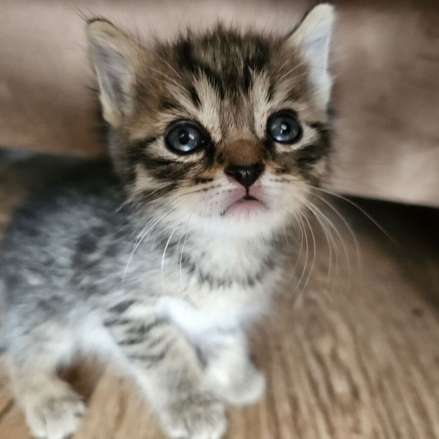 Котёнок