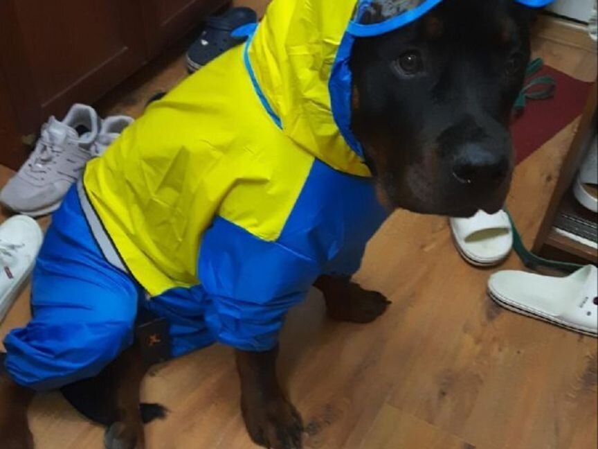 Дождевик-7xl