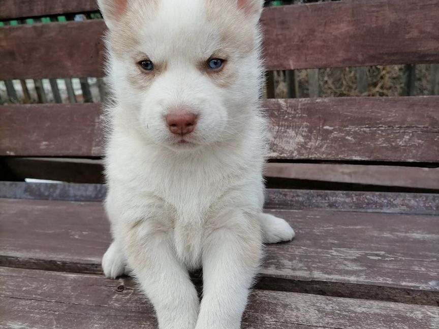 Щенки Сибирской хаски