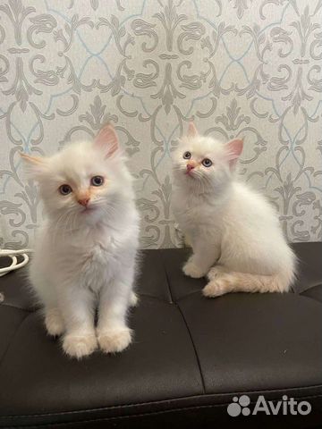 Невские маскарадные котята