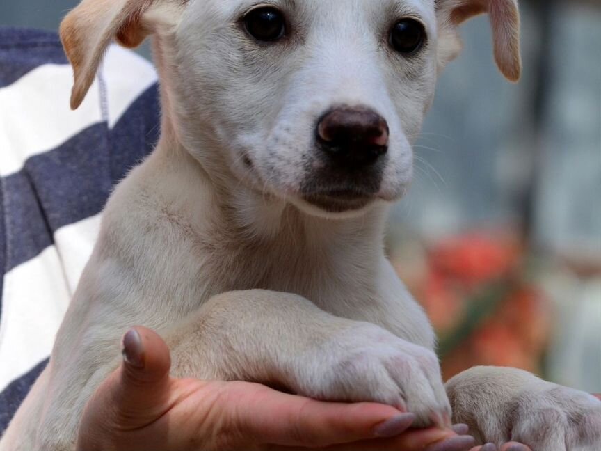 Щенок в добрые руки бесплатно