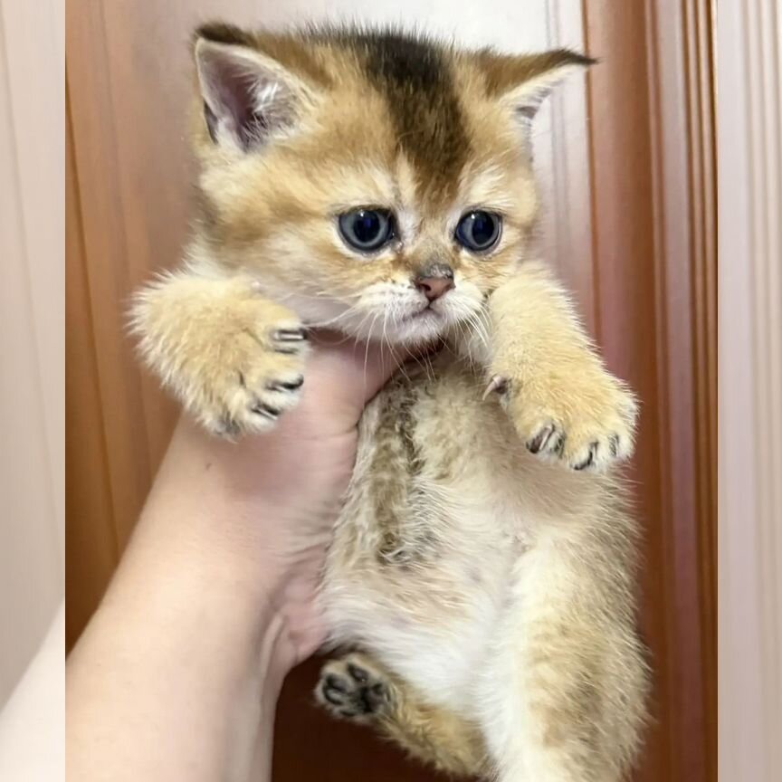 Шотландский прямоухий короткошёрстный котёнок