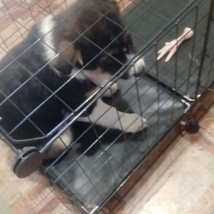 Щенок в добрые руки