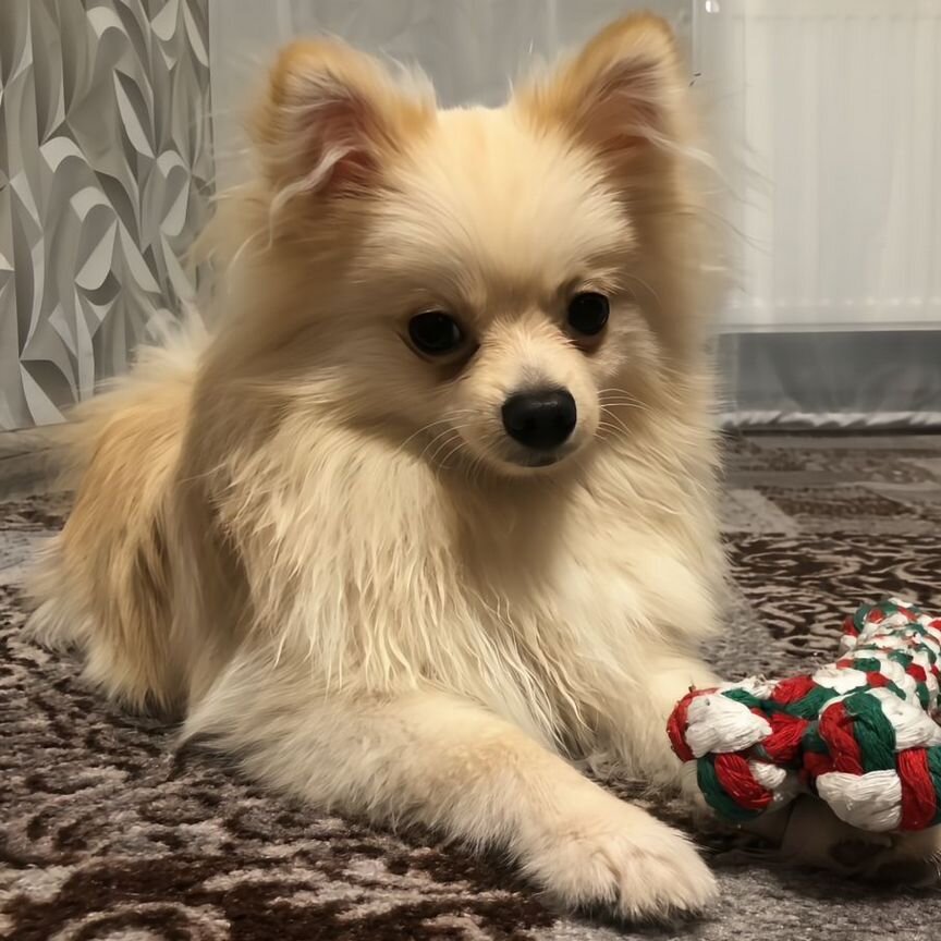 Немецкий шпиц, щенок