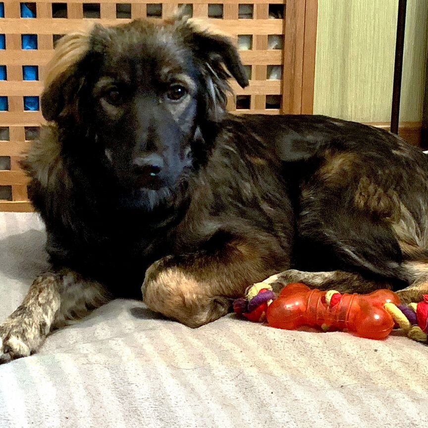 Щенок в добрые руки