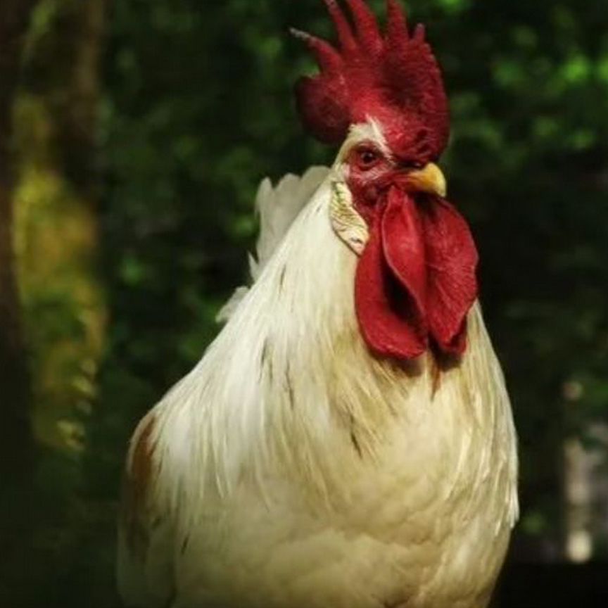 Петухи молодые домашние