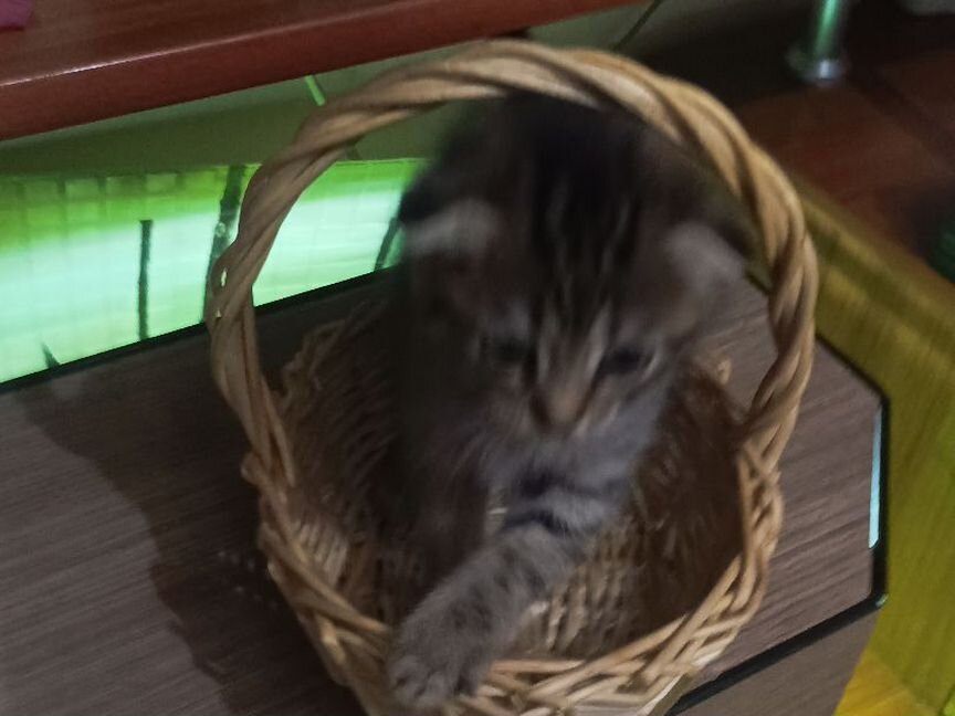 Котята