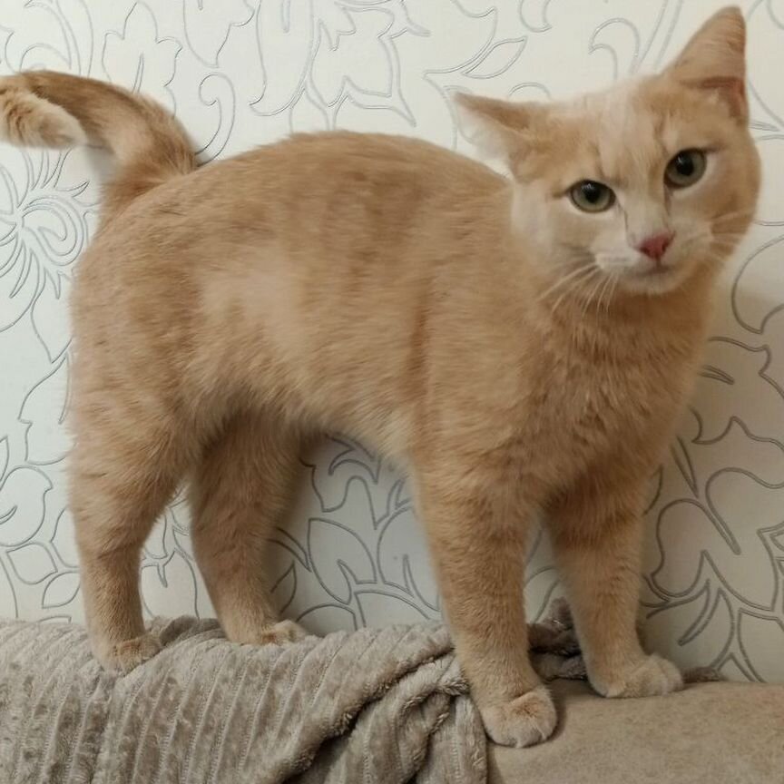 Взрослая, кошка в добрые руки