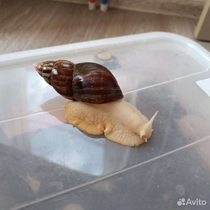 Улитка Ахатина взрослая 1,5 года