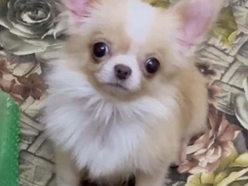 Чихуахуа Шикарная мини мини