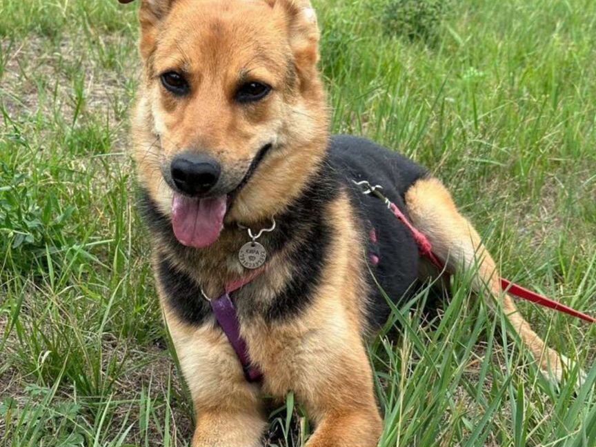 Ласковая собачка Кира в поисках дома