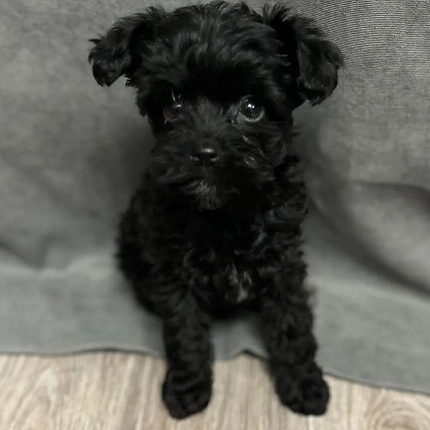 Той-пудель, щенок