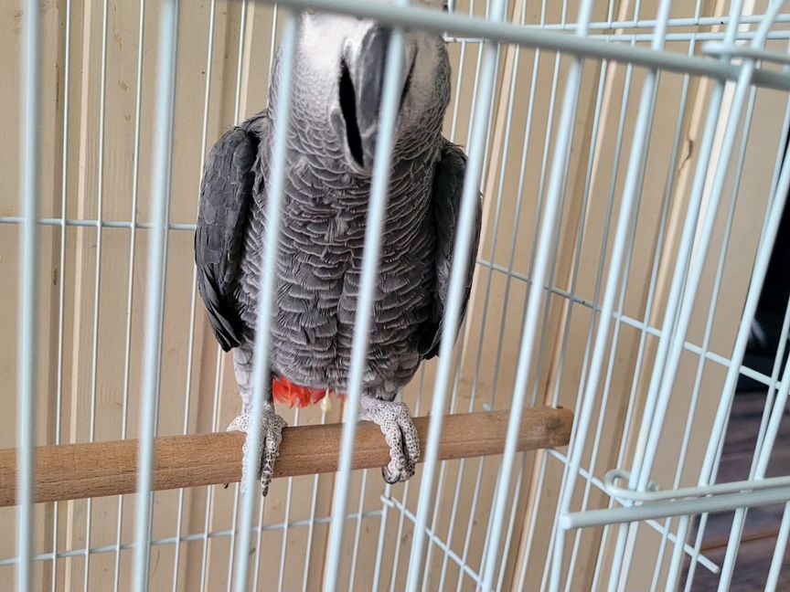 Большой серый попугай