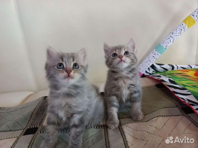 Котята отдам бесплатно (бенгальские) полосатые