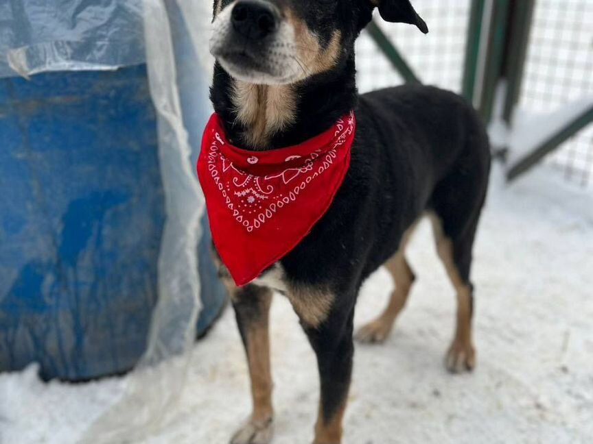 Помогите Клайду обрести дом