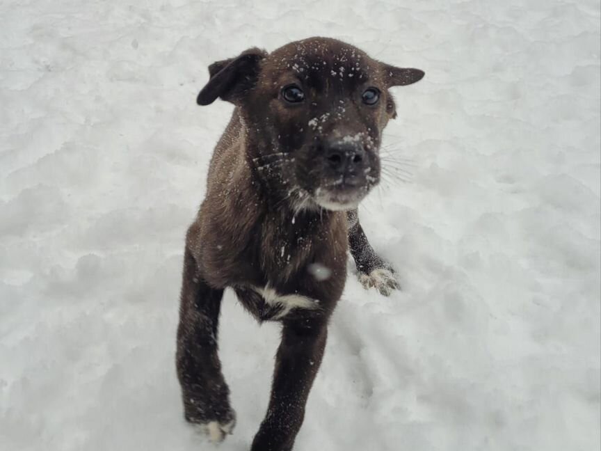 Фрея - метис питбуля - спасите малышку от холода