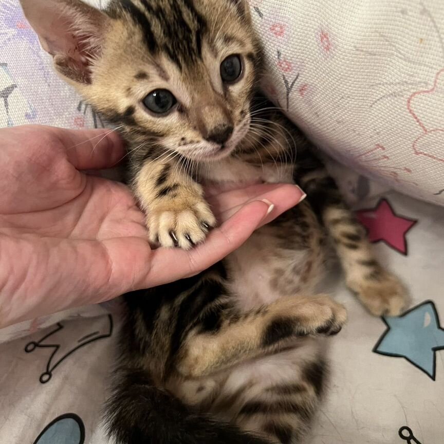Бенгальские котята