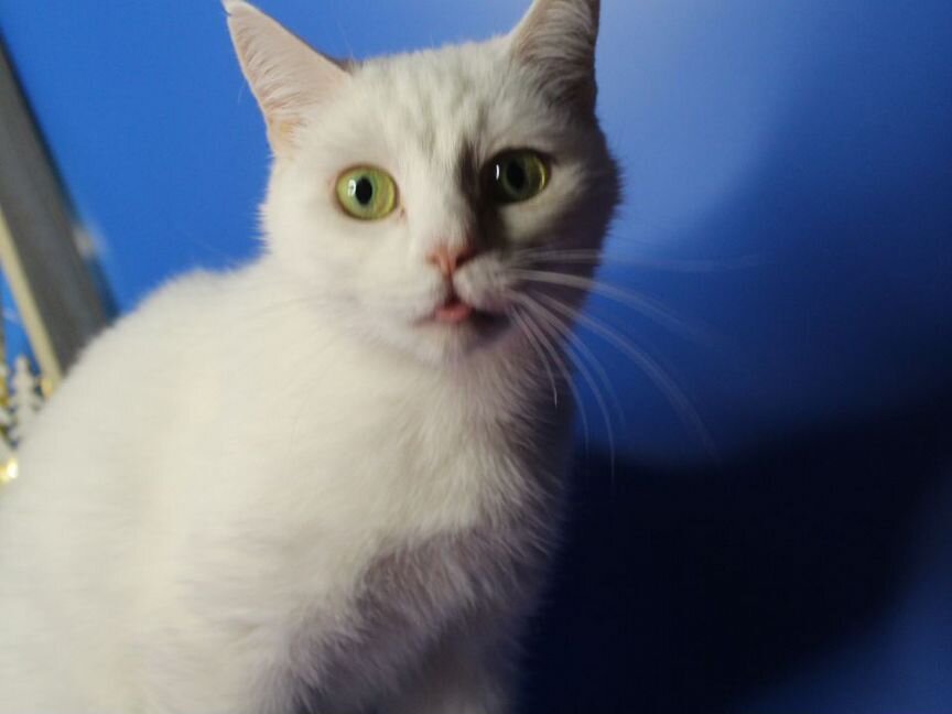 Кошка белая шанти