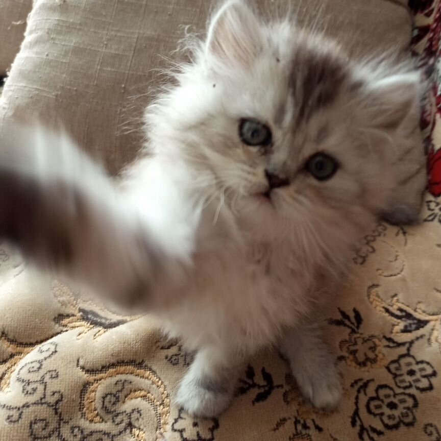 Котята