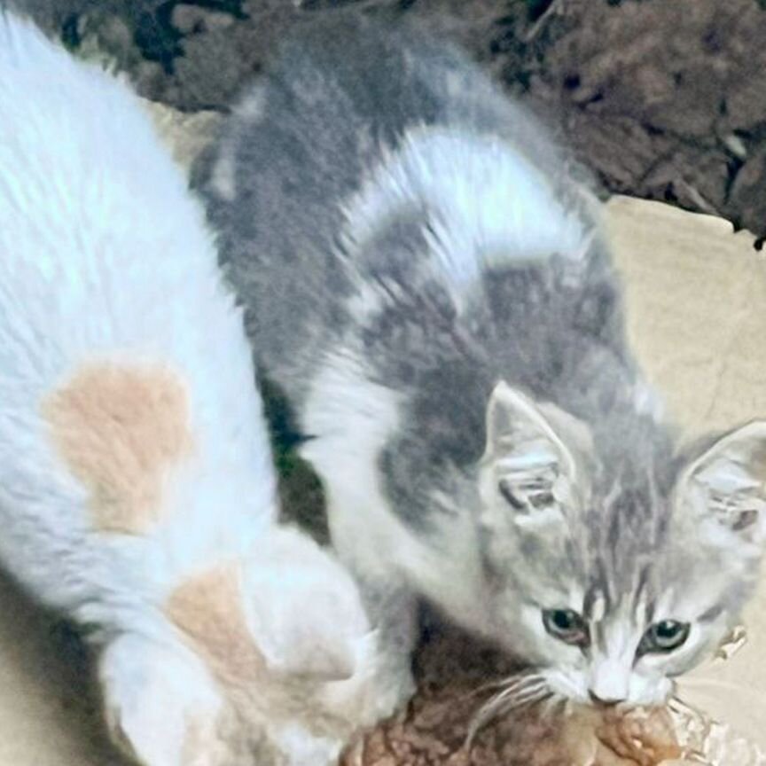 Бездомные котята,в добрые руки,отдам даром