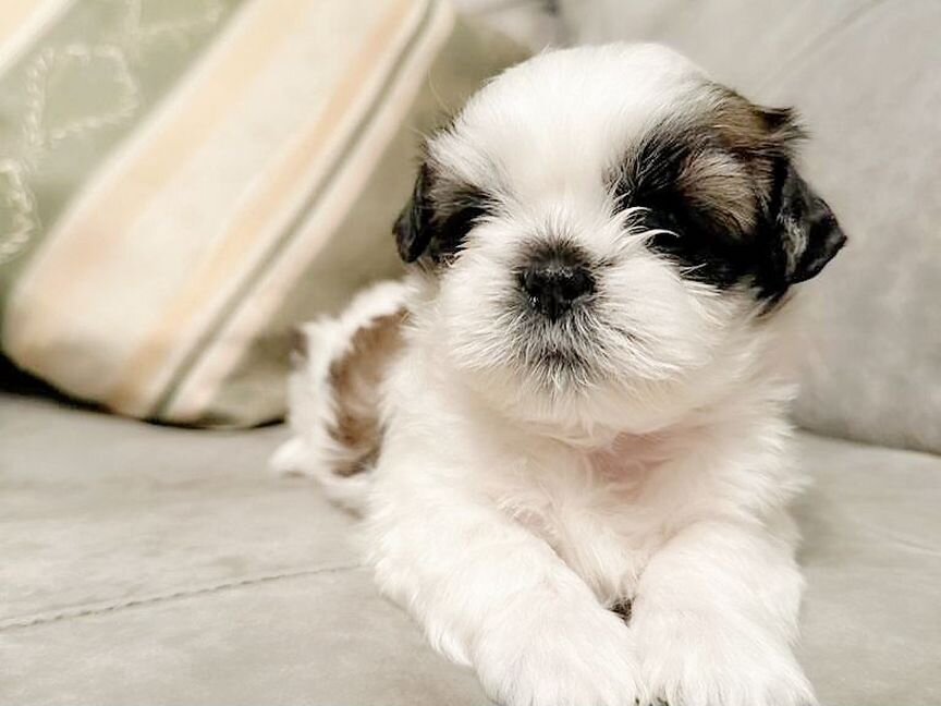 Малютки Ши-тцу