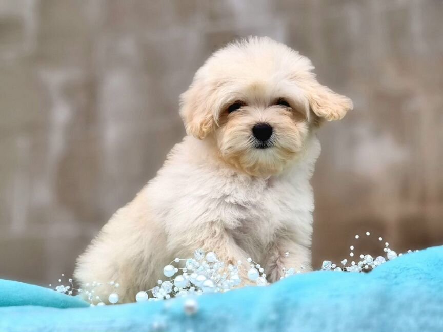 Девочка дизайнерской породы мальтипу maltipoo