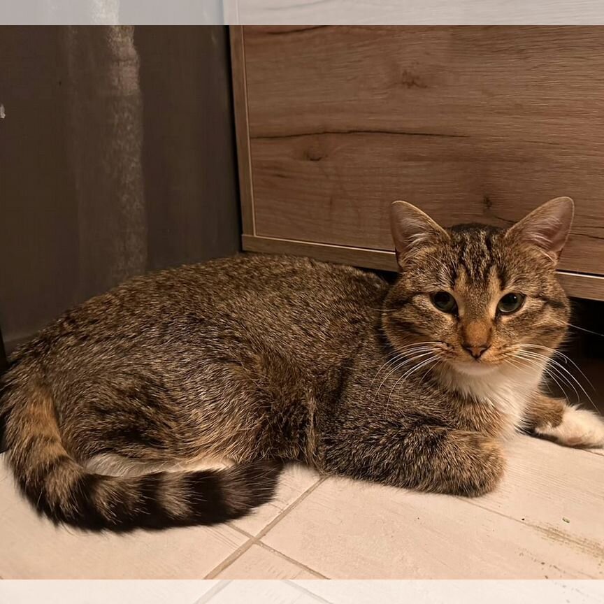 Взрослый кот в добрые руки