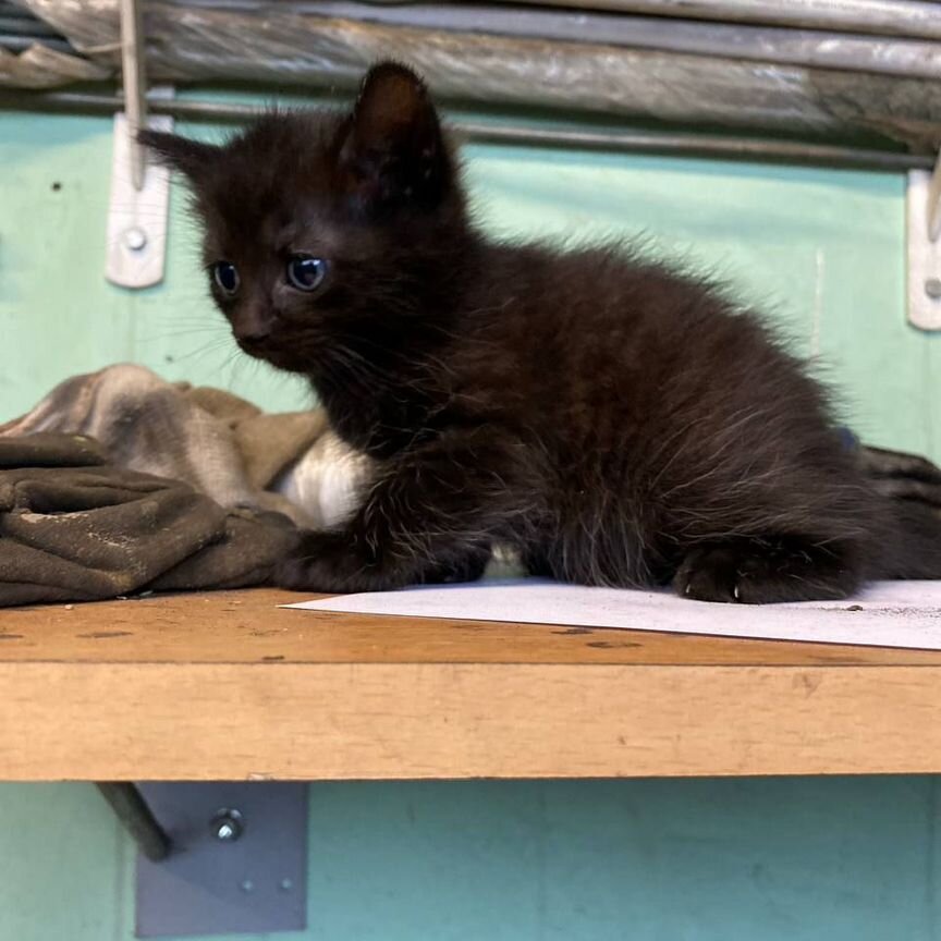 Котёнок в добрые руки