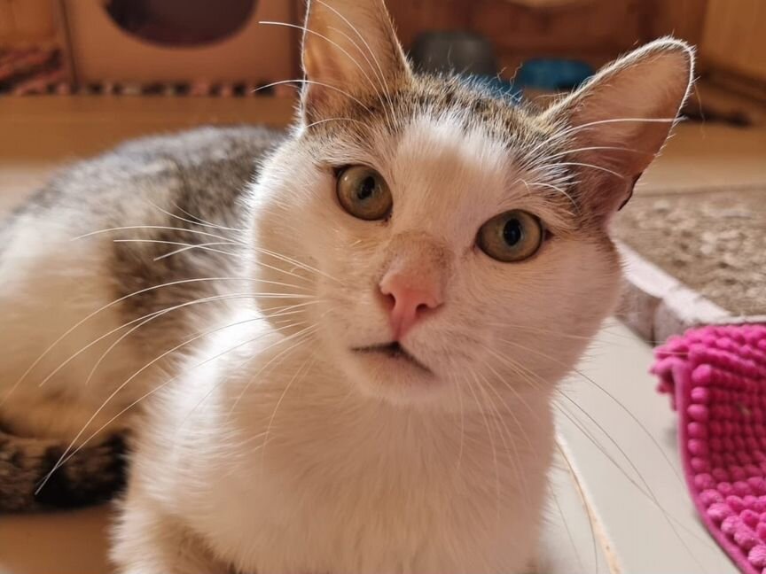 Котик Кензо ищет дом