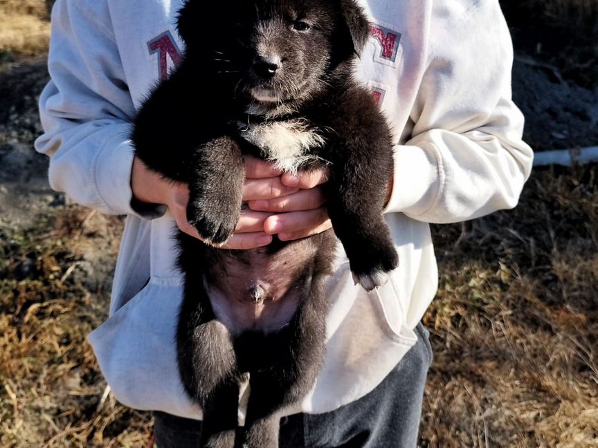 Щенки бесплатно (от крупной собаки)