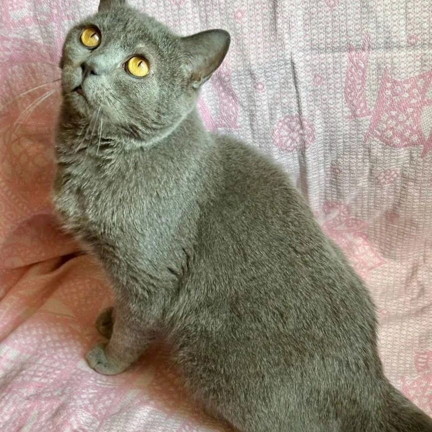 Котик Марсик, британец