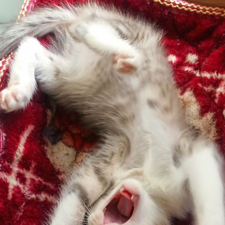 Котенок в добрые руки