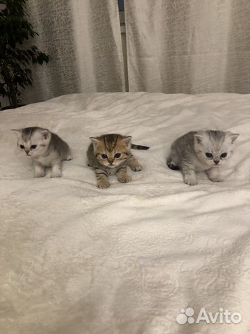 Британские котята