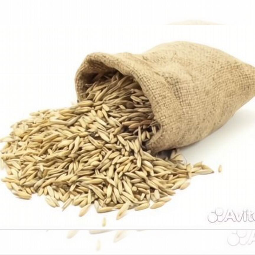 Овес, пшеница