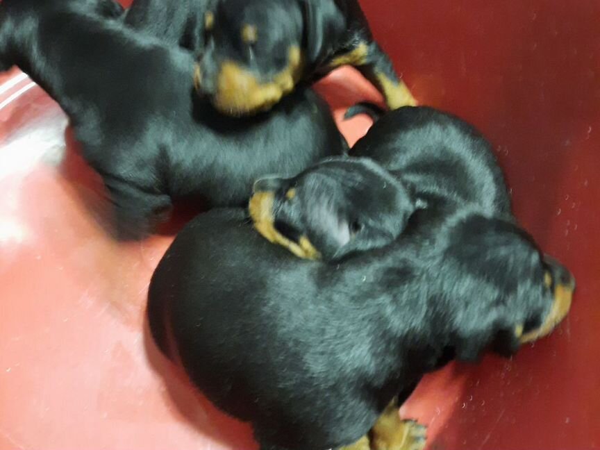 Щенки цвергпинчера