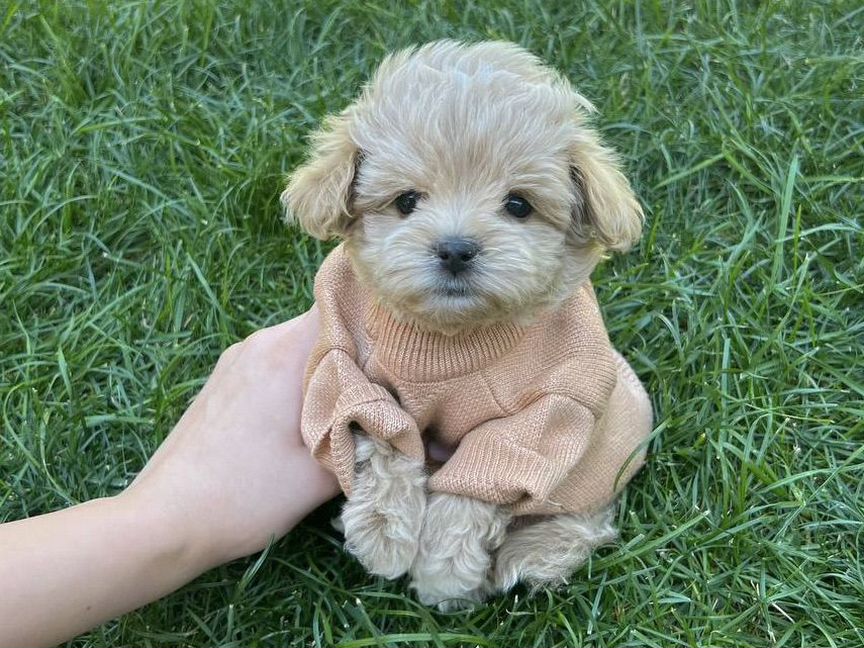 Мальтипу f1 mini малыш