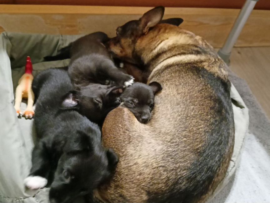 Домашние животные собаки маленькие