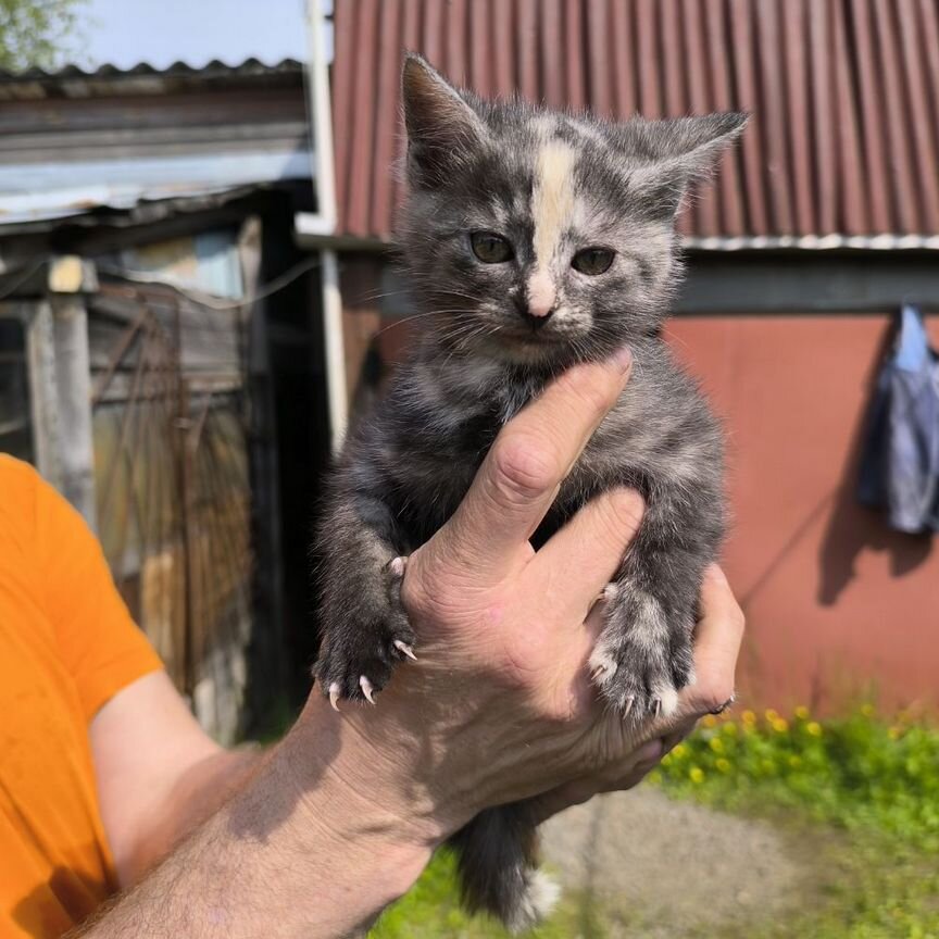 Котята в добрые руки бесплатно