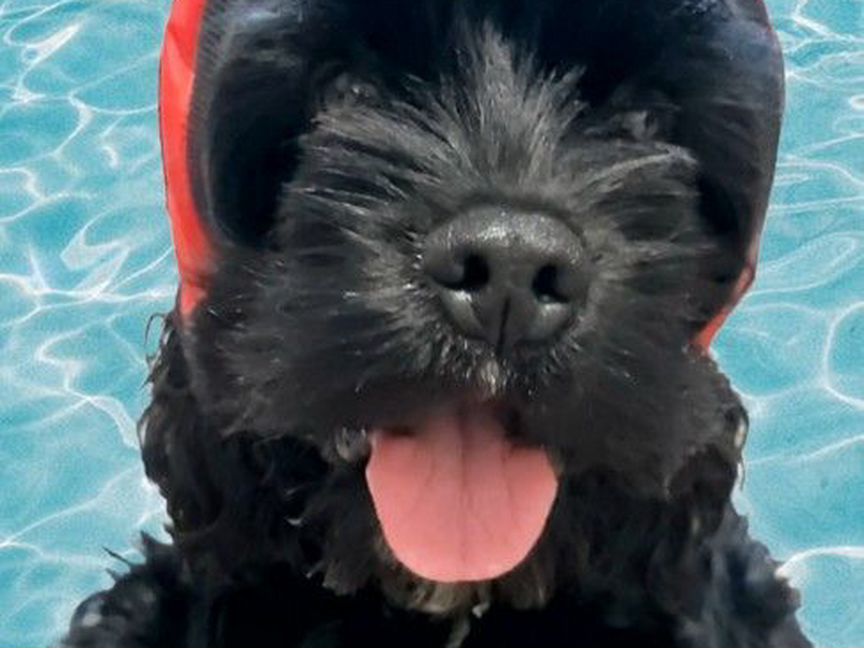 Шапка для собаки красная L