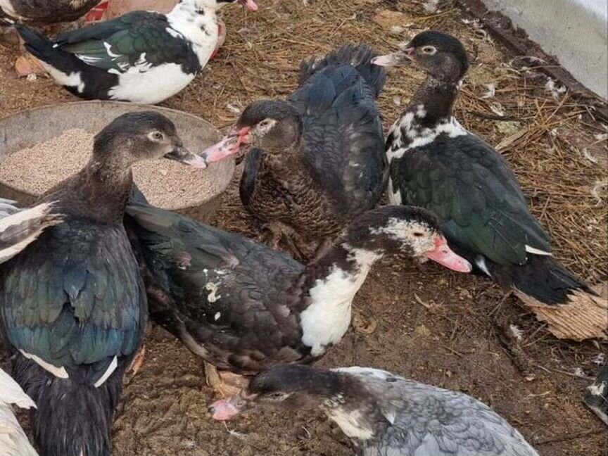 Индоутки или мускустная утка