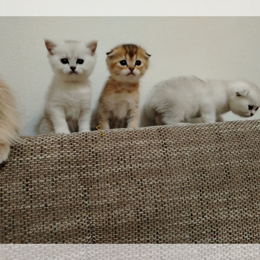 Шотландский прямоухий короткошёрстный котёнок