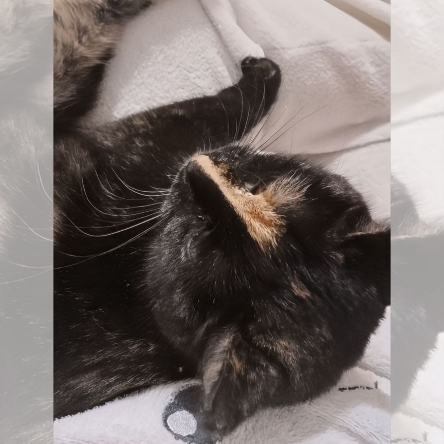 Взрослая кошка от частного владельца