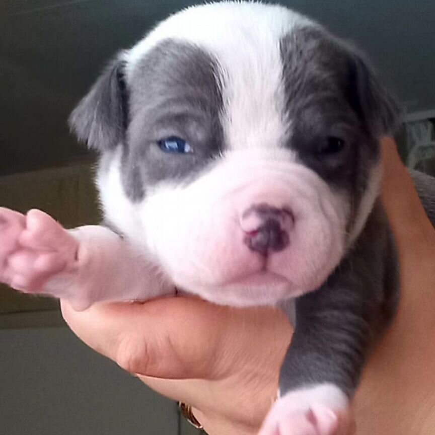 Американский стаффордширский терьер, щенок