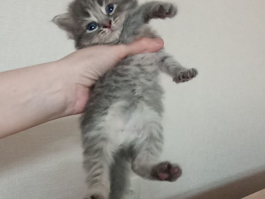 Кошечка в добрые руки