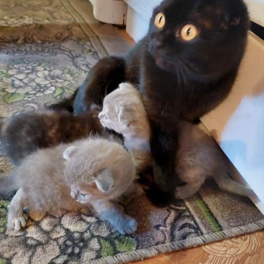 Котята в добрые руки
