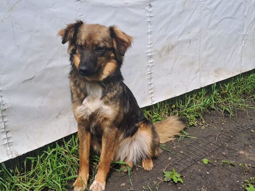 Собака в добрые руки отдам бесплатно