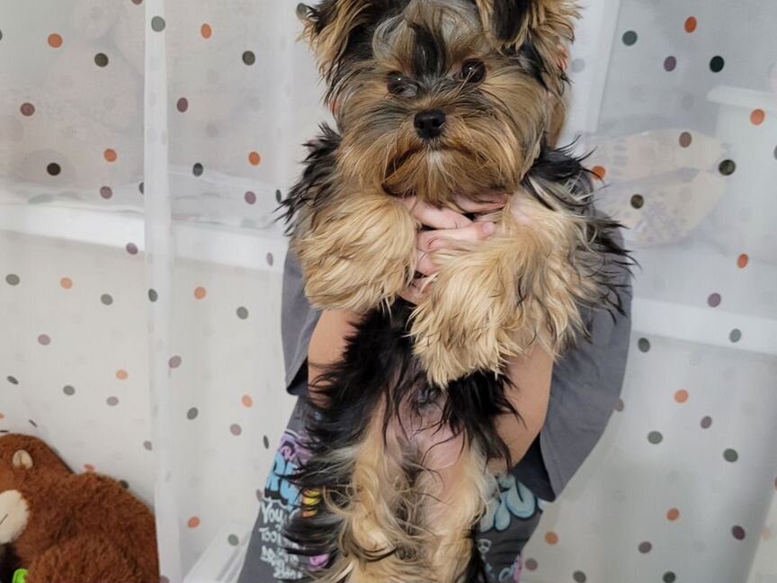 Йоркширский терьер мини бейби фейс