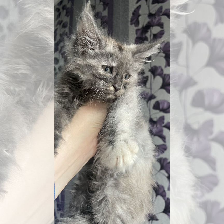 Котенок мейн-кун 35000 р